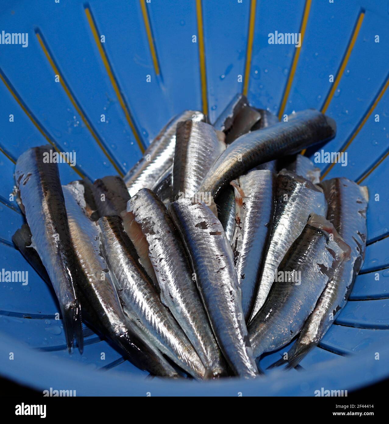Raw anchovies hi-res stock photography and images - Alamy