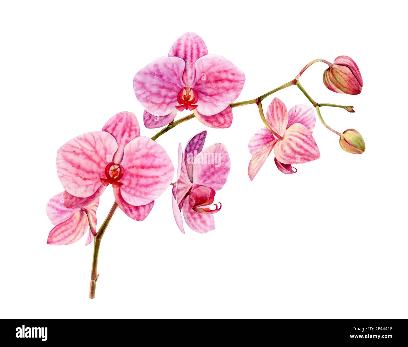 Realistic Orchid Drawing