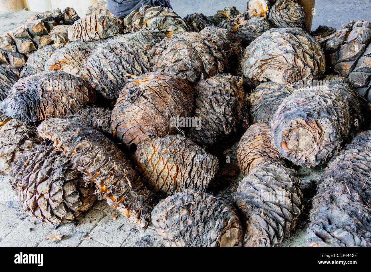 Agave fermentation process hi-res stock photography and images - Alamy