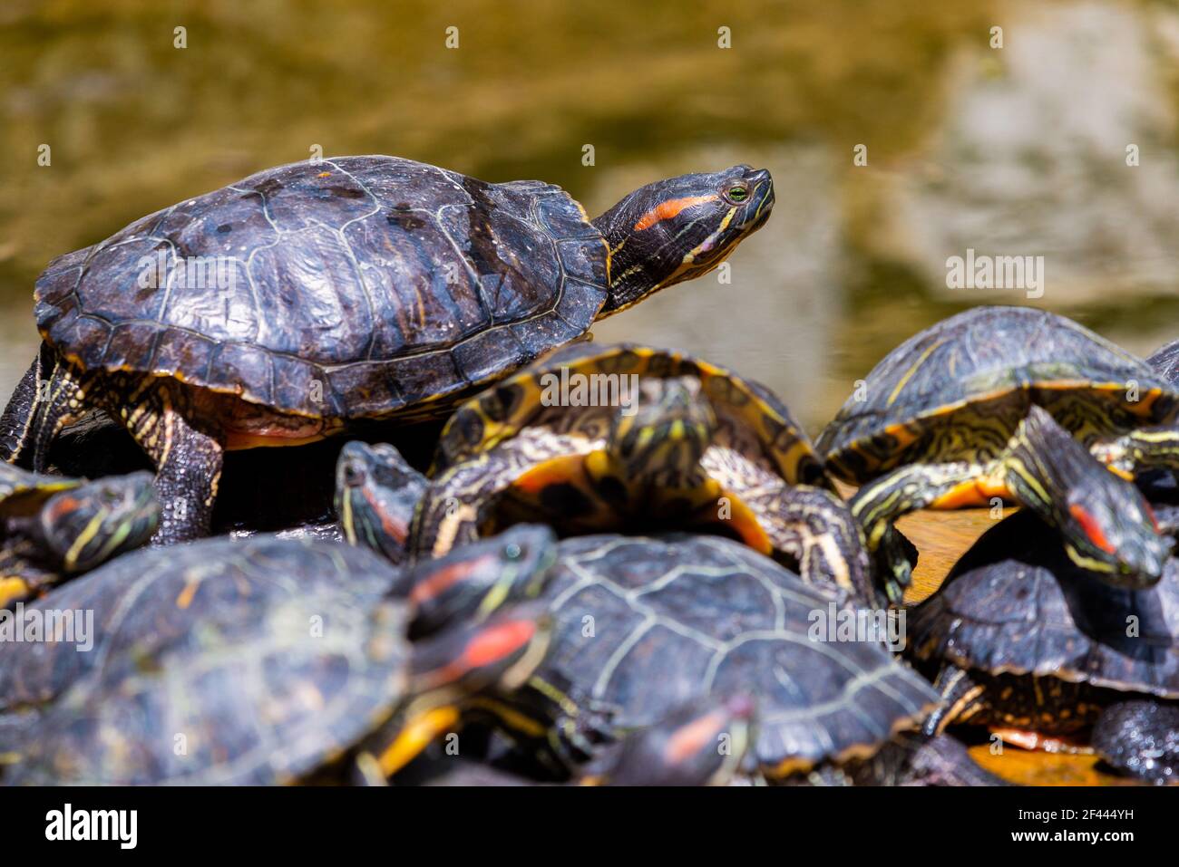 Adult Red Ear Slider Turtle