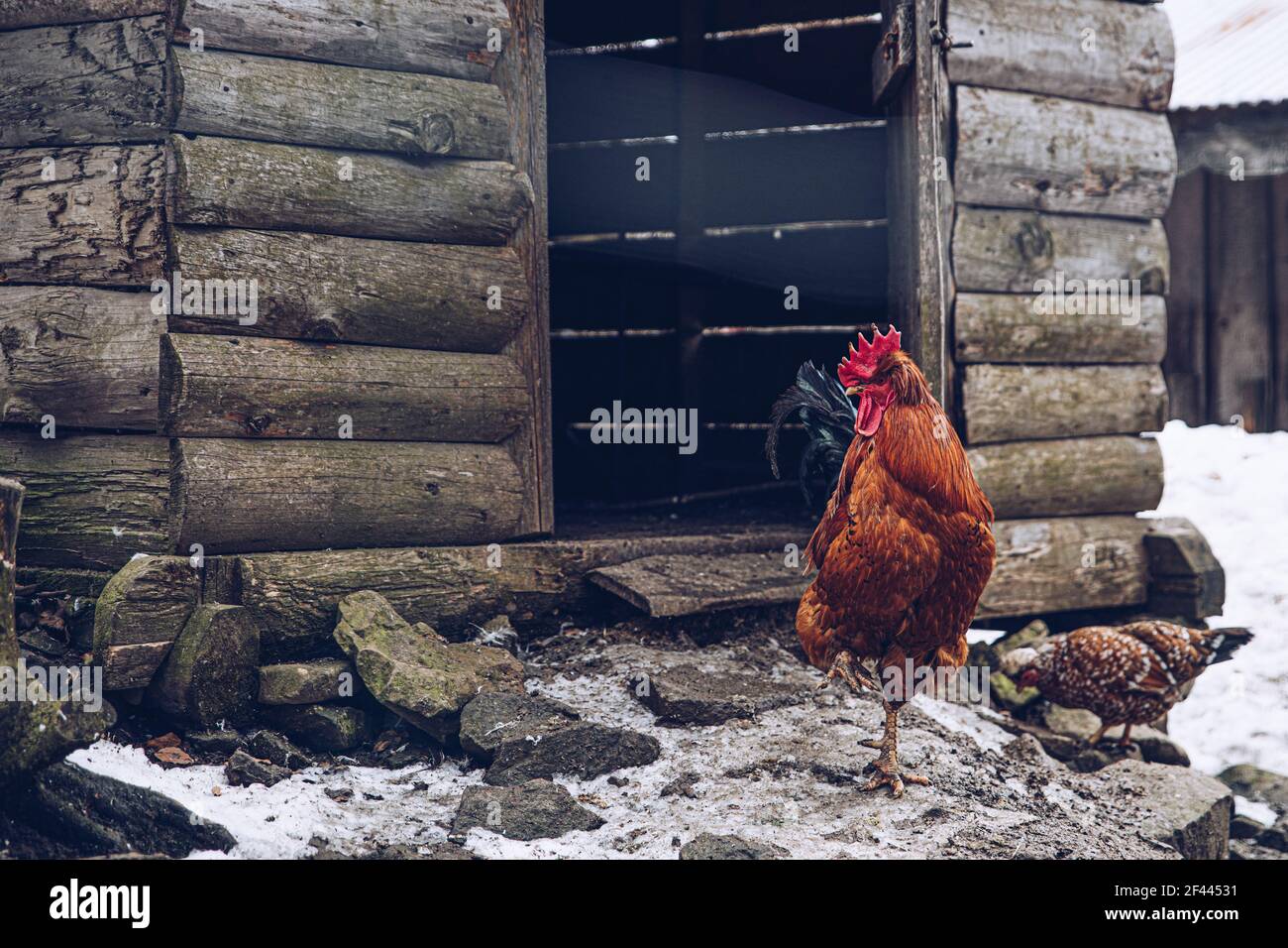 Colorful Rooster. Home Organic Farm. Village life Stock Photo - Alamy