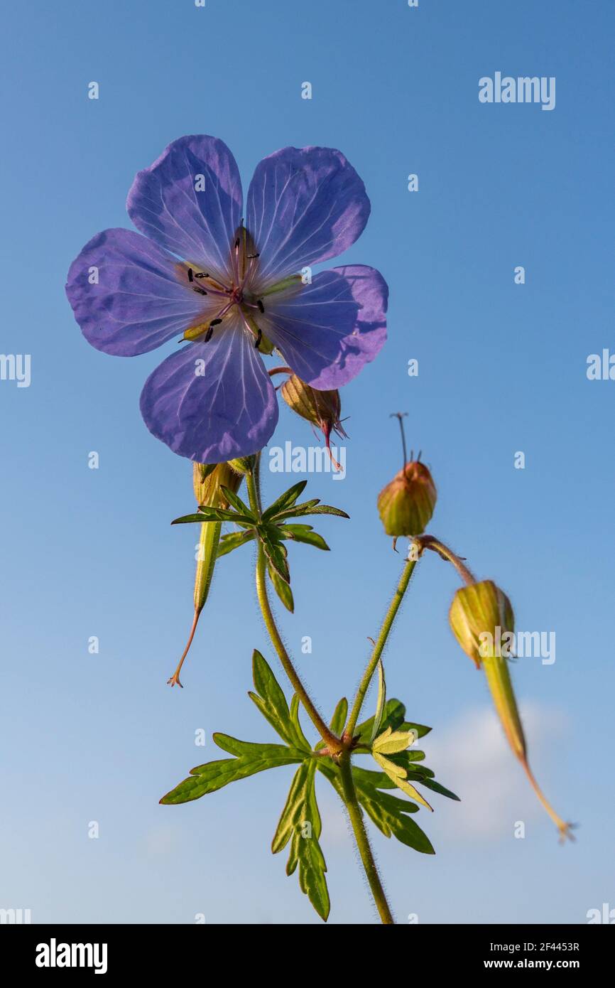 Purple flower of the cranesbill, geranium, against a blue sky and with ...