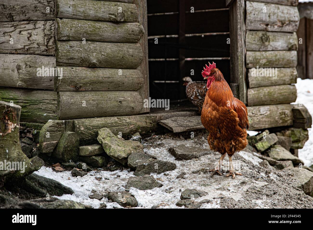 Home farm chicken in hi-res stock photography and images - Alamy