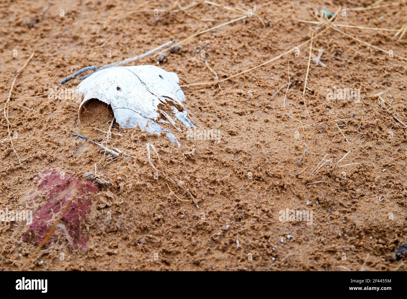Death in the Desert. White Animal Skull in the Rippling Sand Dunes in ...