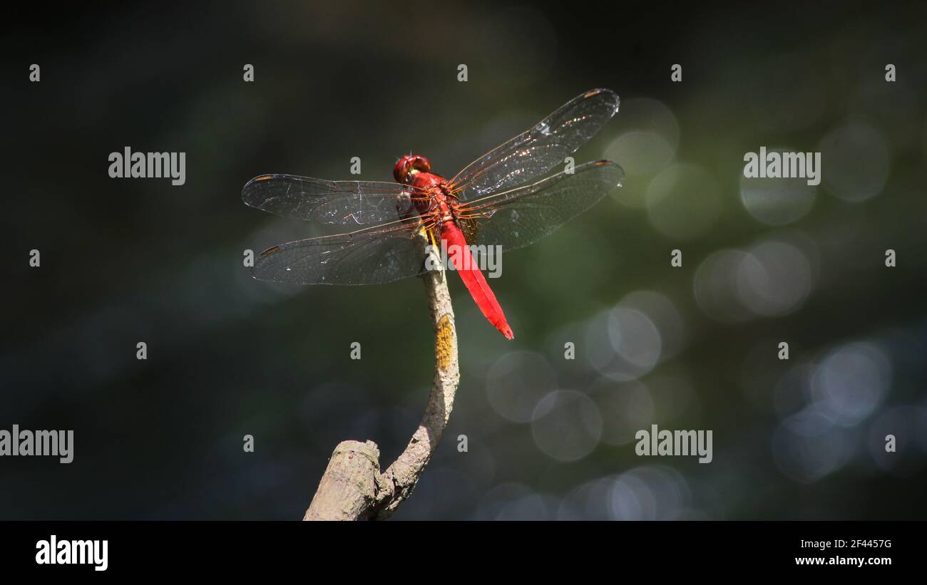 Red Dragonfly on a branch with bokeh background| Dragonfly Laptop HD ...