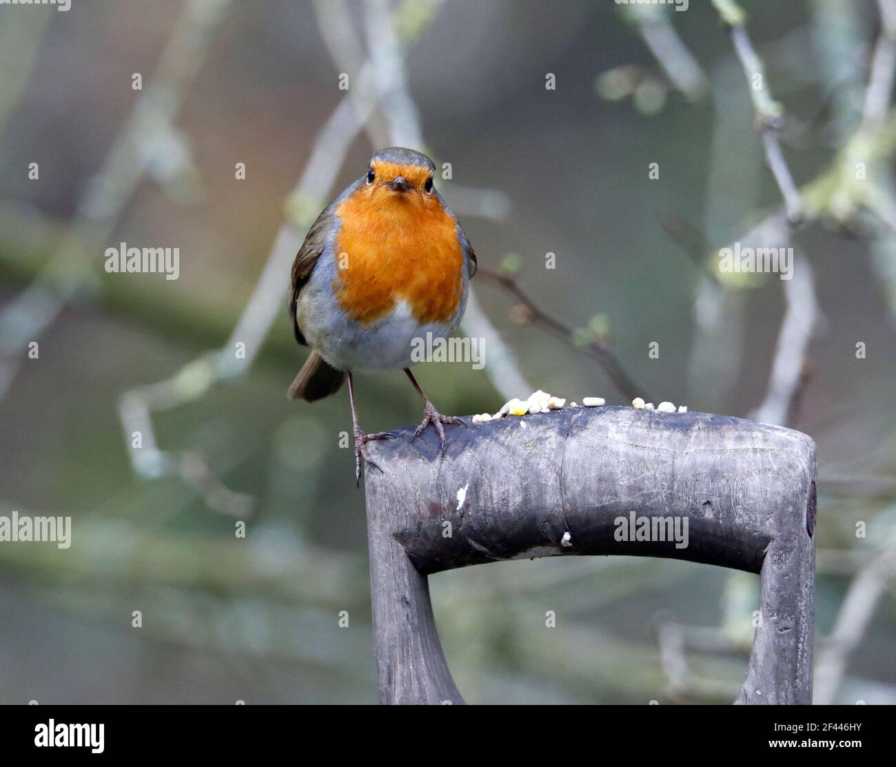 Robin spade singing hi-res stock photography and images - Alamy