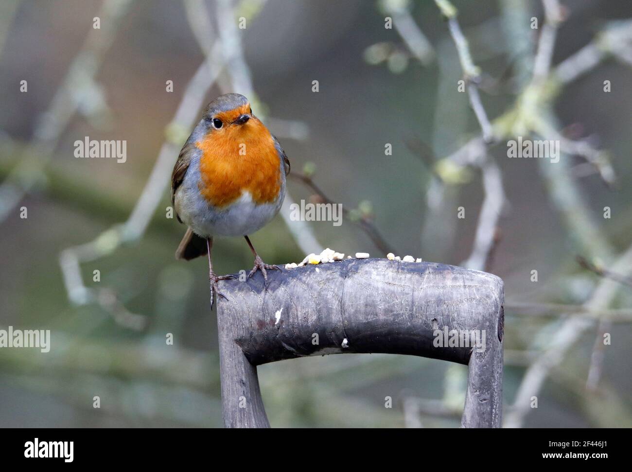 Robin on spade hi-res stock photography and images - Alamy