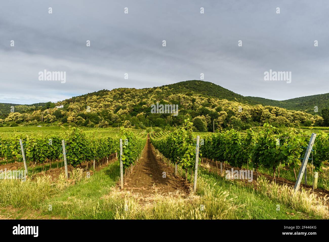Neustadt at the german wine route hi-res stock photography and images ...