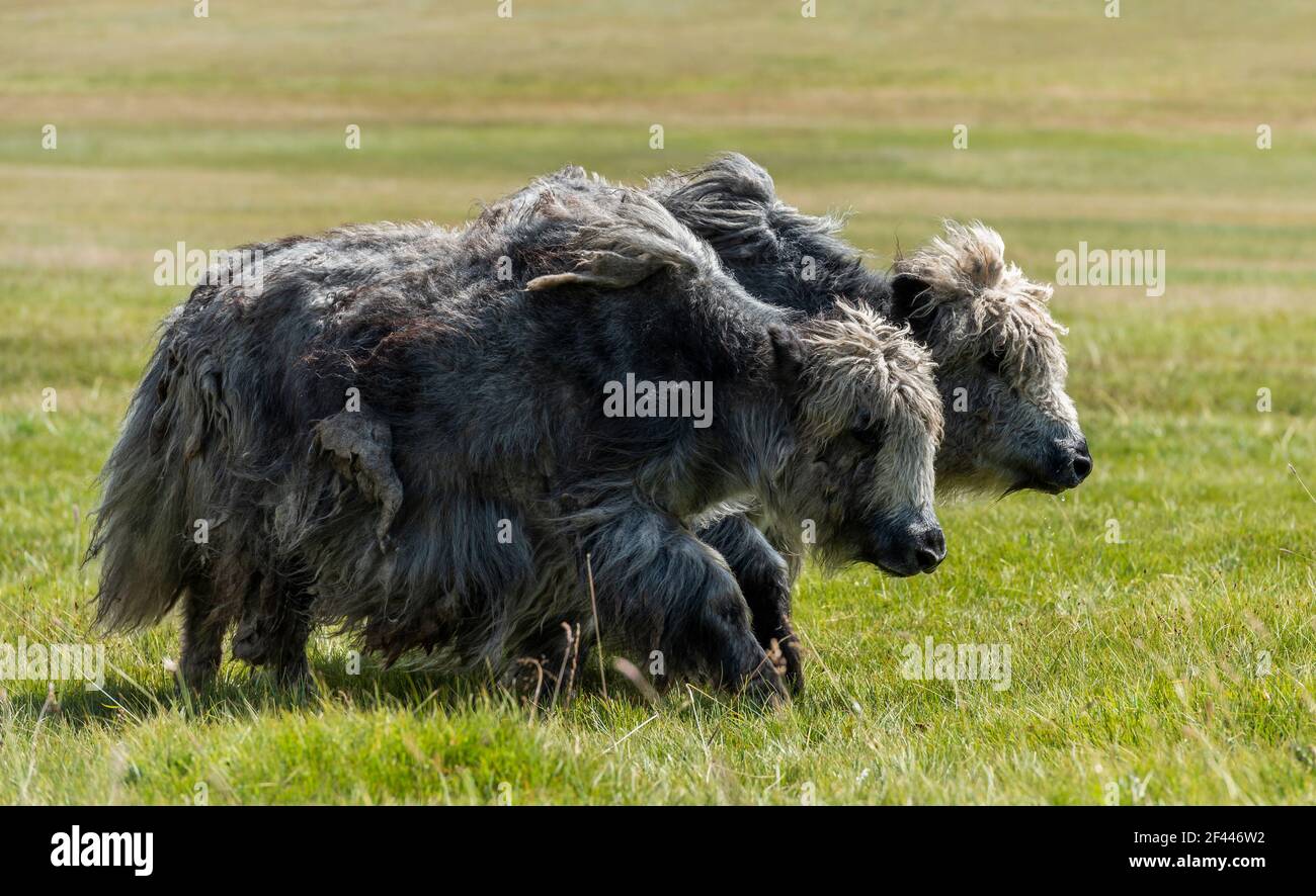 Two Yaks, cows, on the green steppe of Mongolia Stock Photo - Alamy