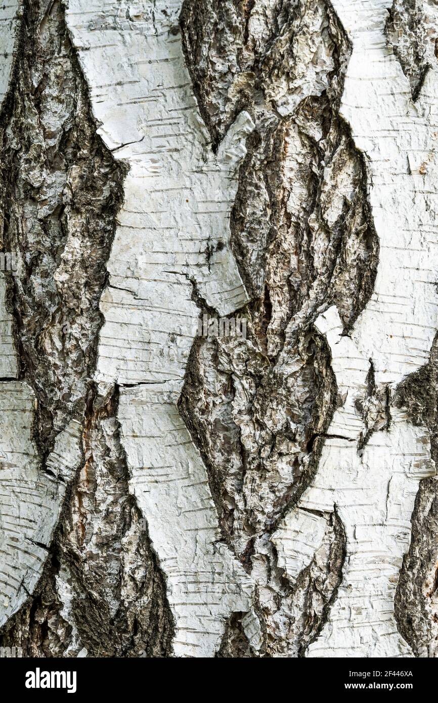 Brown and white bark of an old birch tree in a forest Stock Photo - Alamy