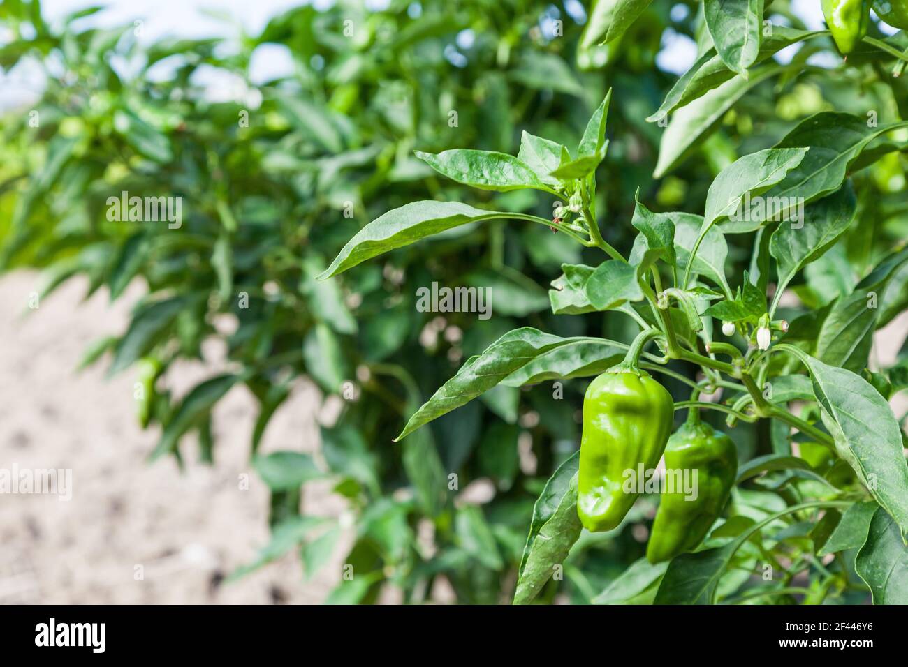green chili peppers tree growing in the garden., chili pepper on the ...