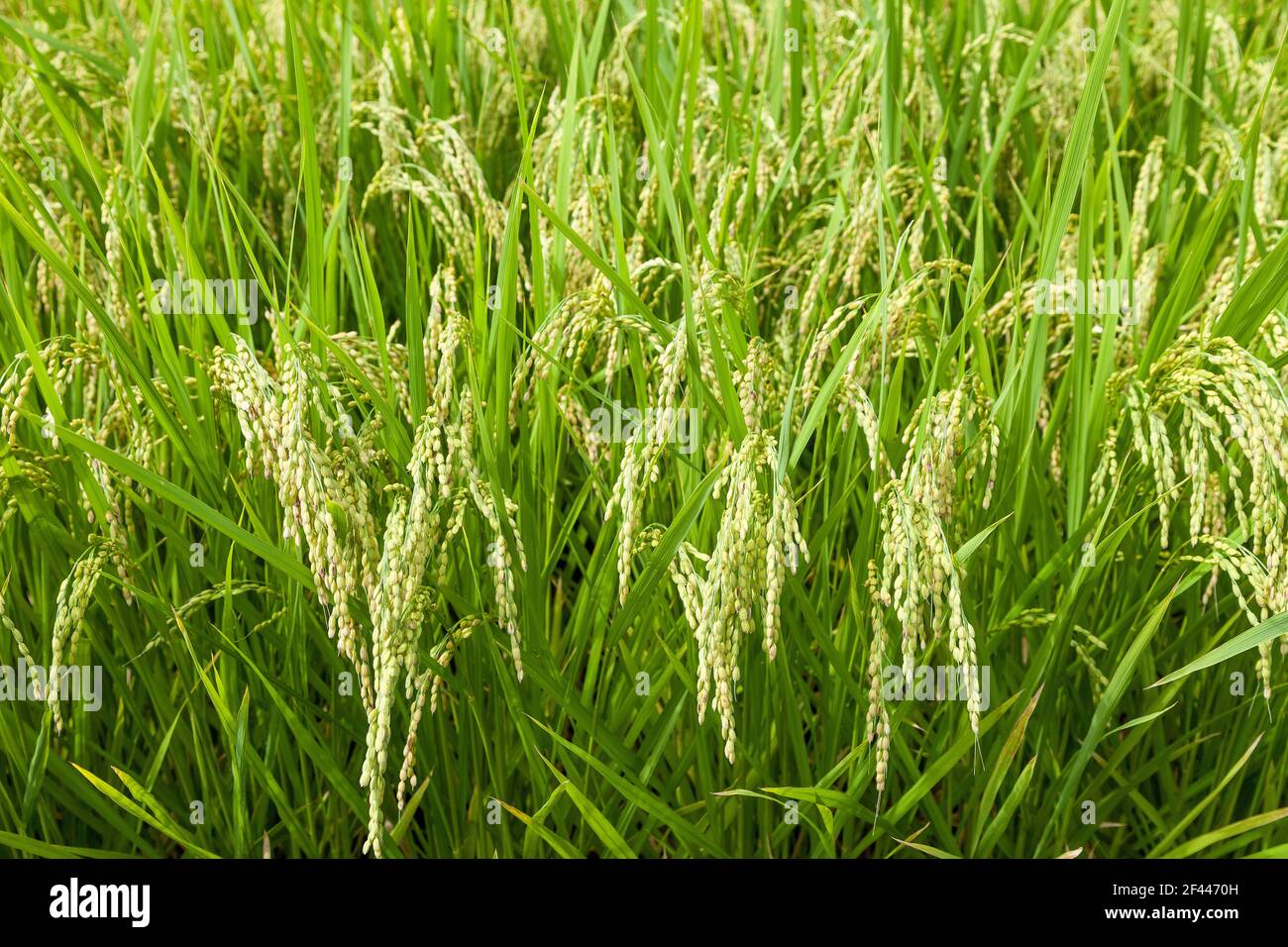 Beautiful green color rice field., Ripening rice in a paddy field Stock ...