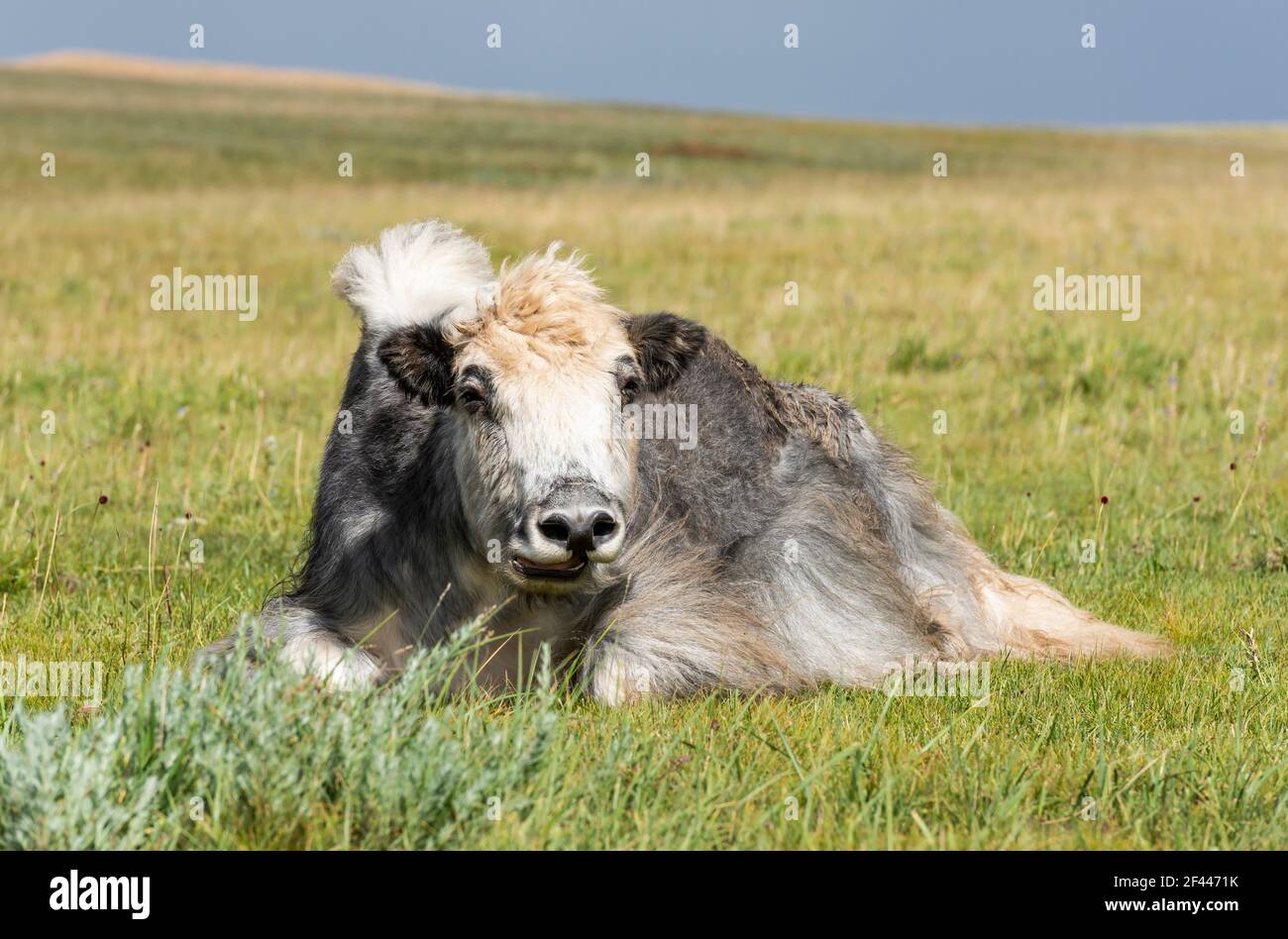 Cow lying down hi-res stock photography and images - Alamy