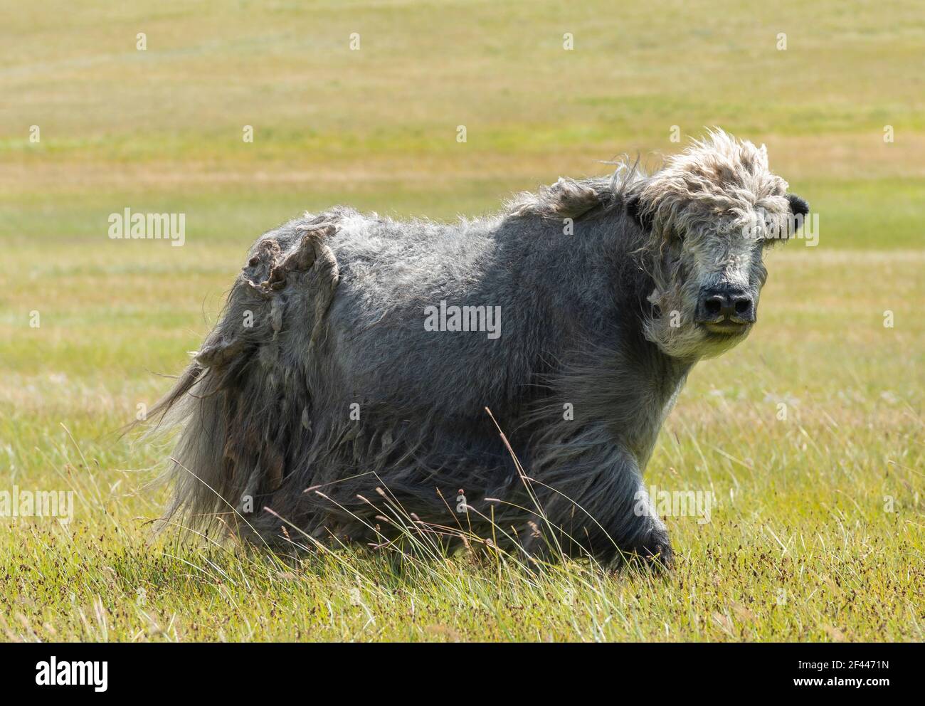 Small yak, cow, on the green steppe of Mongolia with wind Stock Photo ...