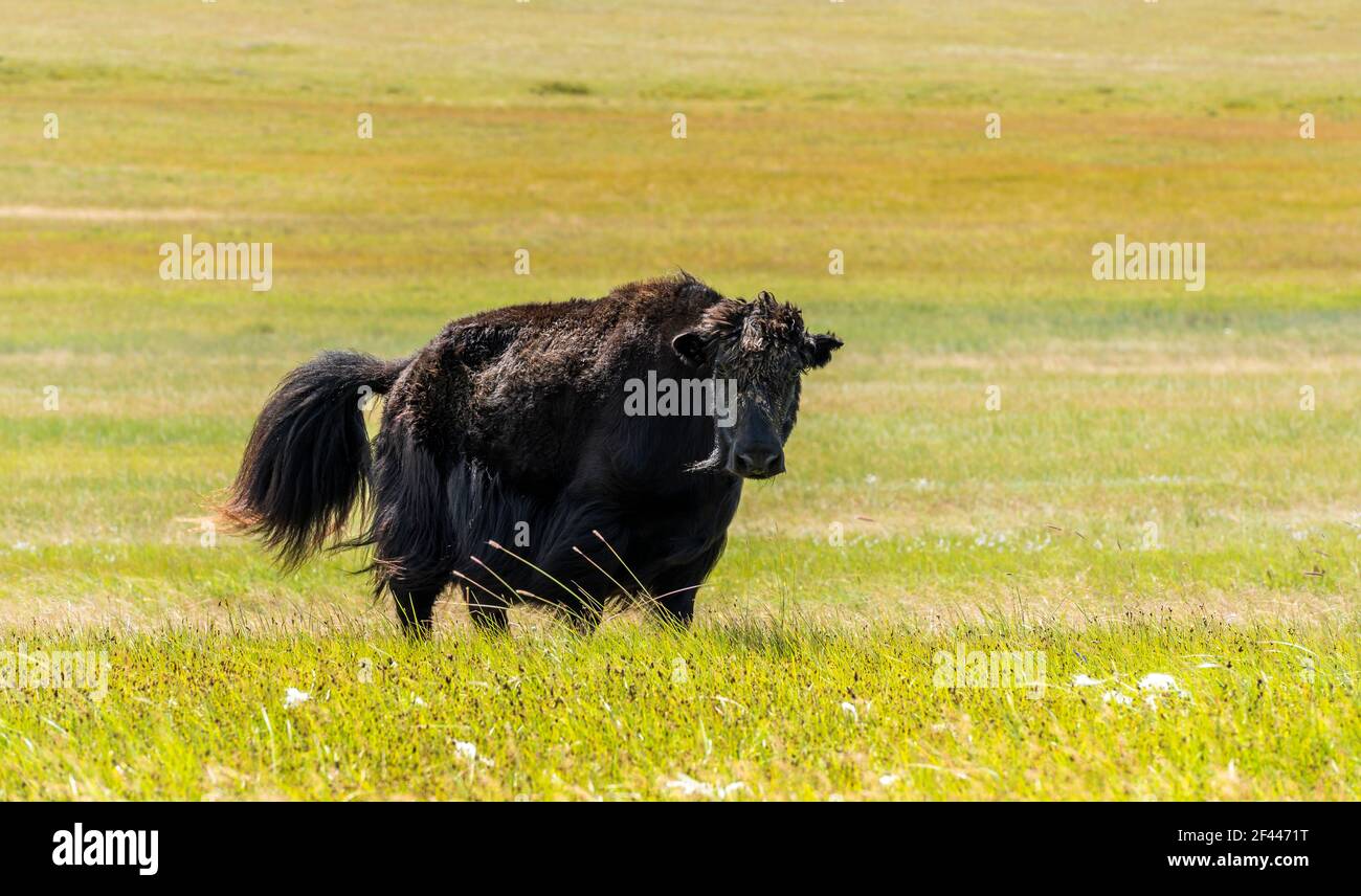 Yak cow hi-res stock photography and images - Alamy