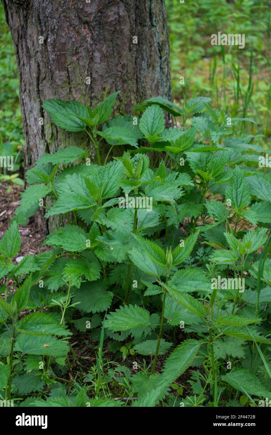 Nettles in early spring. Juicy, green stinging shoots Stock Photo - Alamy