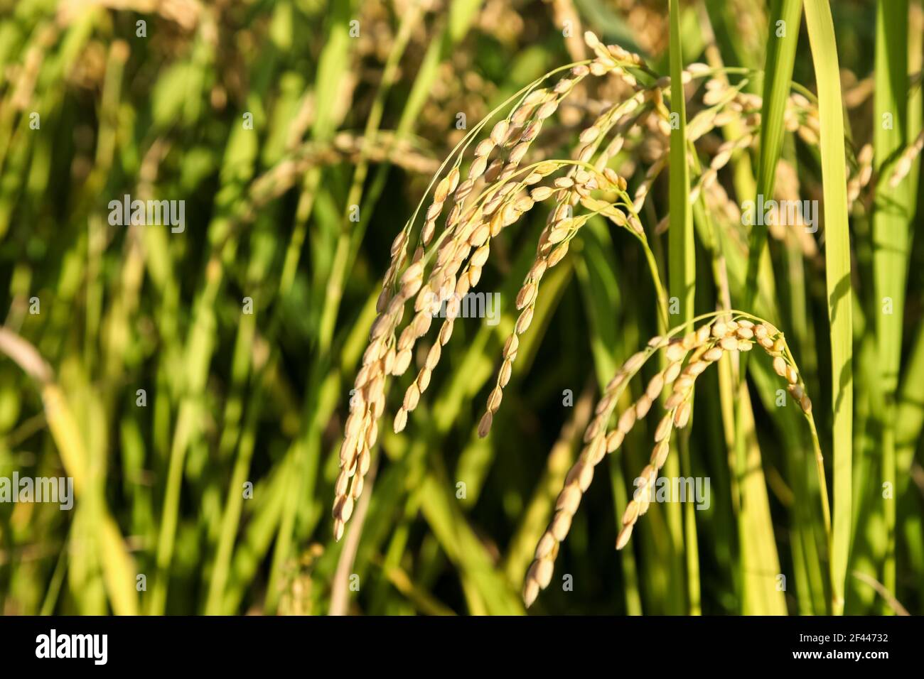 Ripening rice in a paddy field., Green rice plant Stock Photo - Alamy