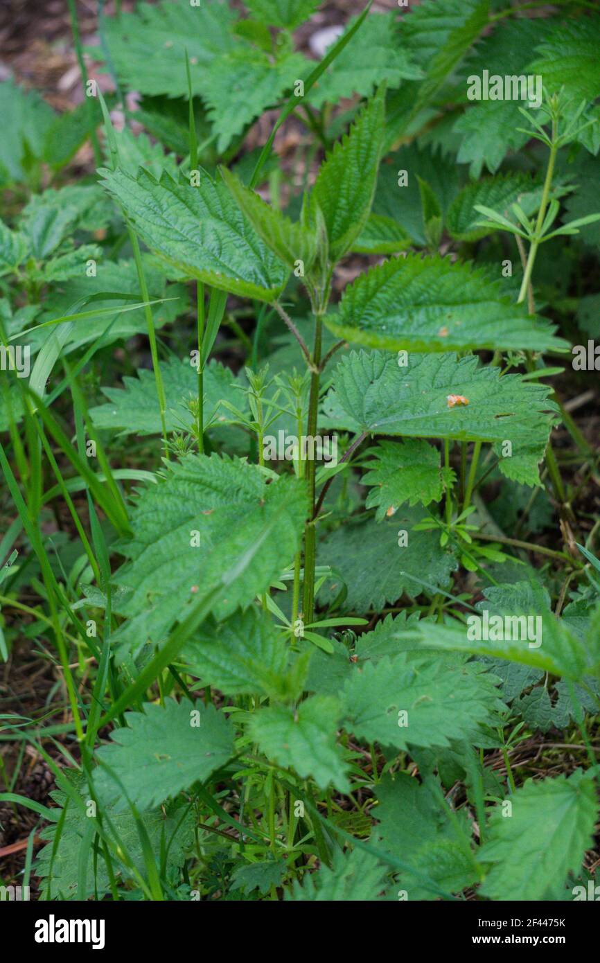 Early stinging nettle hi-res stock photography and images - Alamy