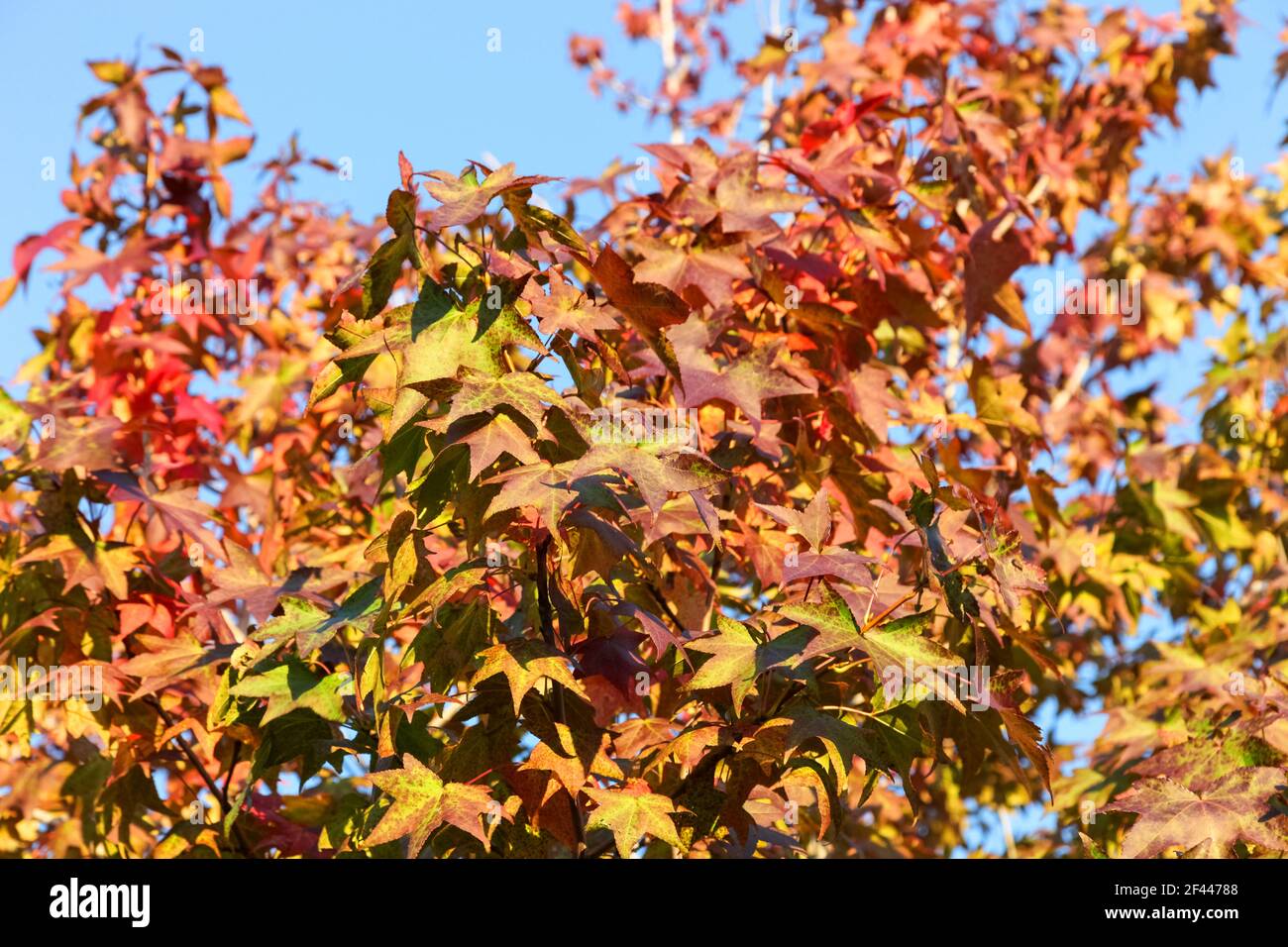 maple leaf with clear blue sky., three maple leaves have changed color ...