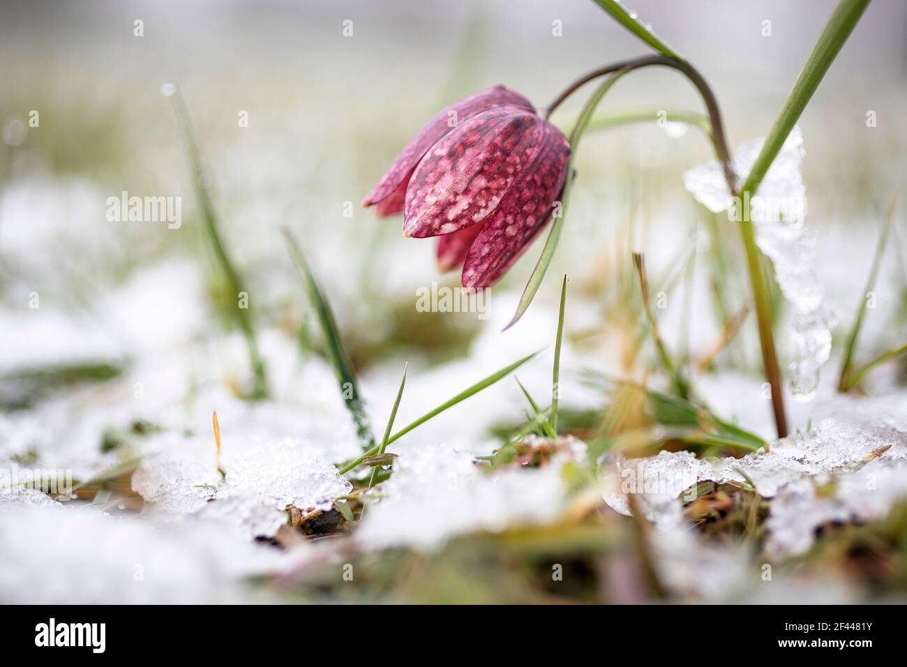 Snow lily hi-res stock photography and images - Alamy