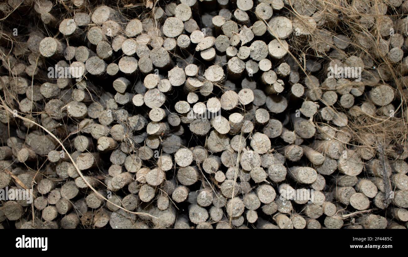 Image of dried jute sticks arranged in piles. A beautiful jute ...