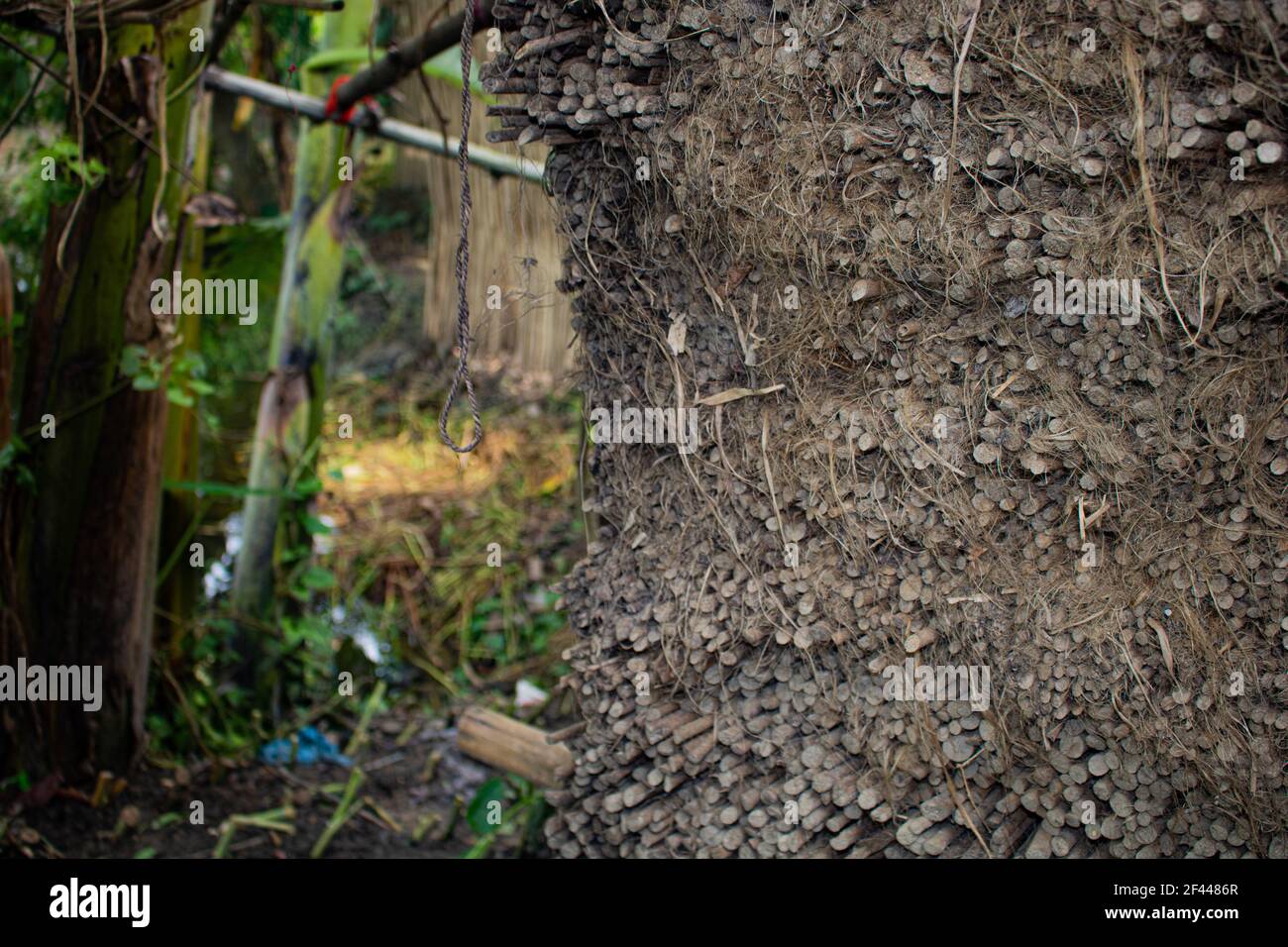 The dried jute sticks are piled up. In Bangladesh jute is called golden fiber. The high-quality ...
