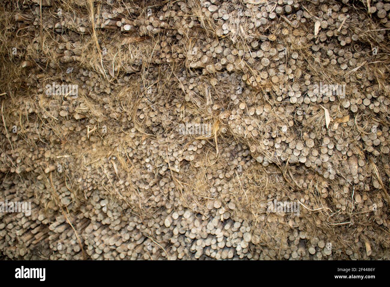 Image of dried jute sticks arranged in piles. A beautiful jute ...