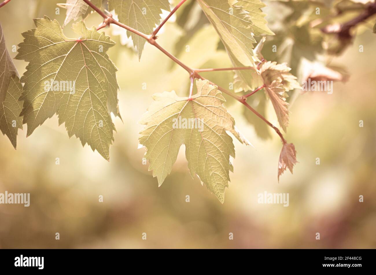 Green leaf leaves grapevine hi-res stock photography and images - Alamy