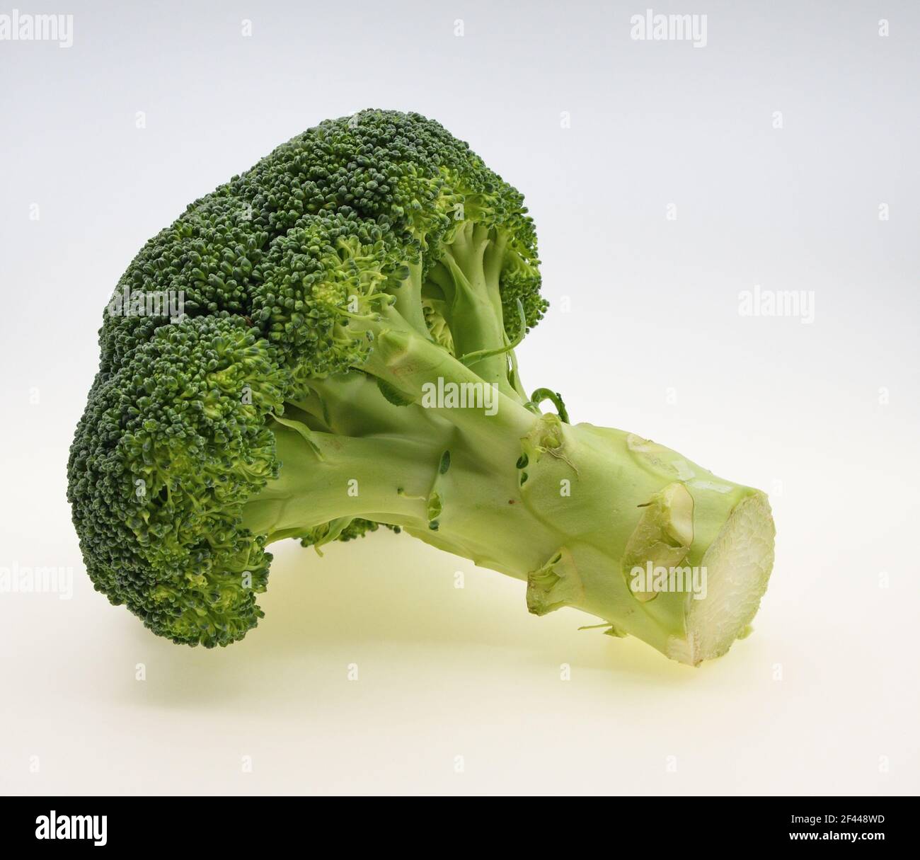 A stem of Broccoli, Brassica oleracea Stock Photo - Alamy