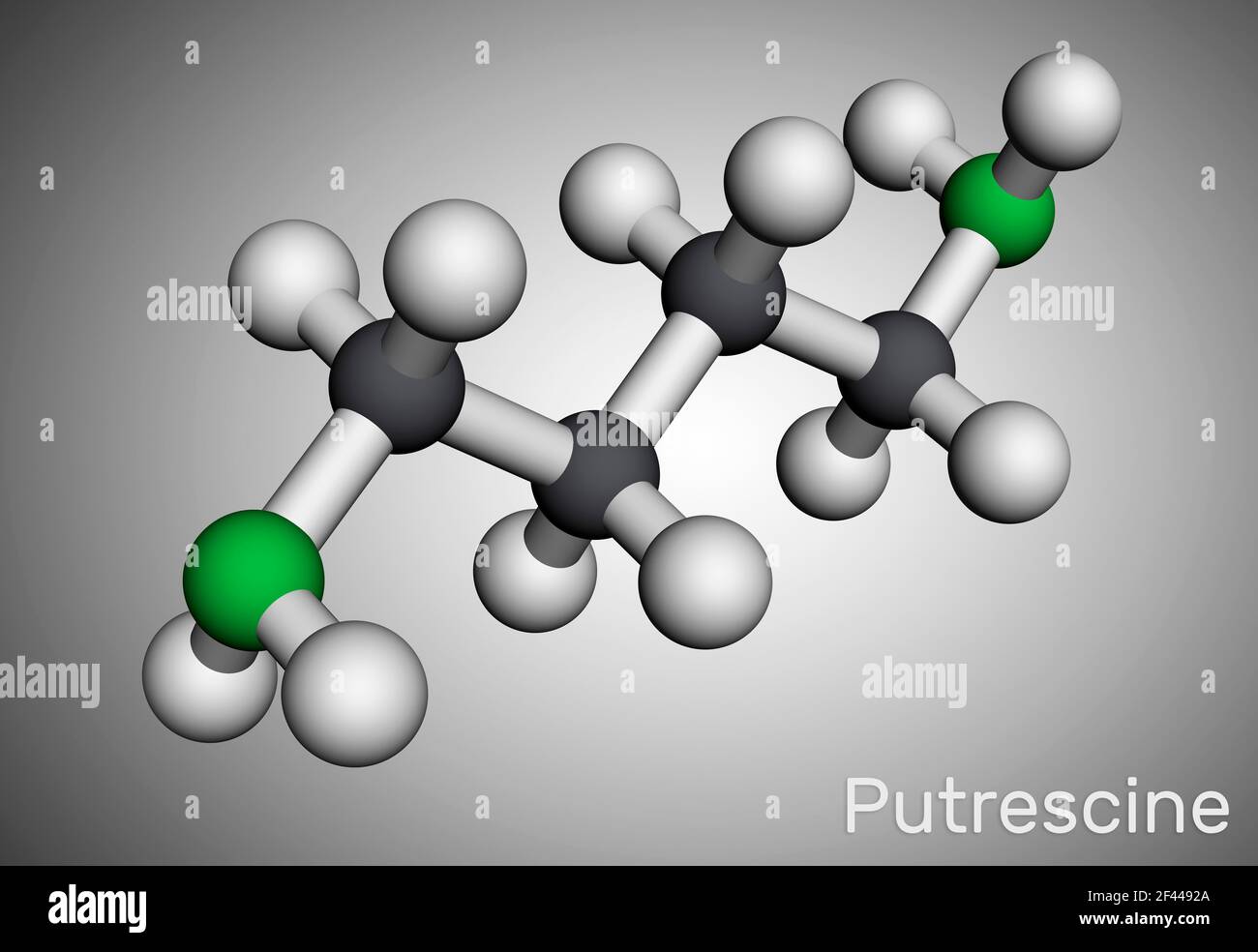 Putrescine molecule. It is toxic diamine, it belongs to the group of ...