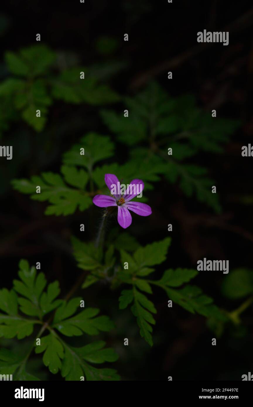 Small flower, Geranium robertianum, commonly known as Herb-Robert, Red ...