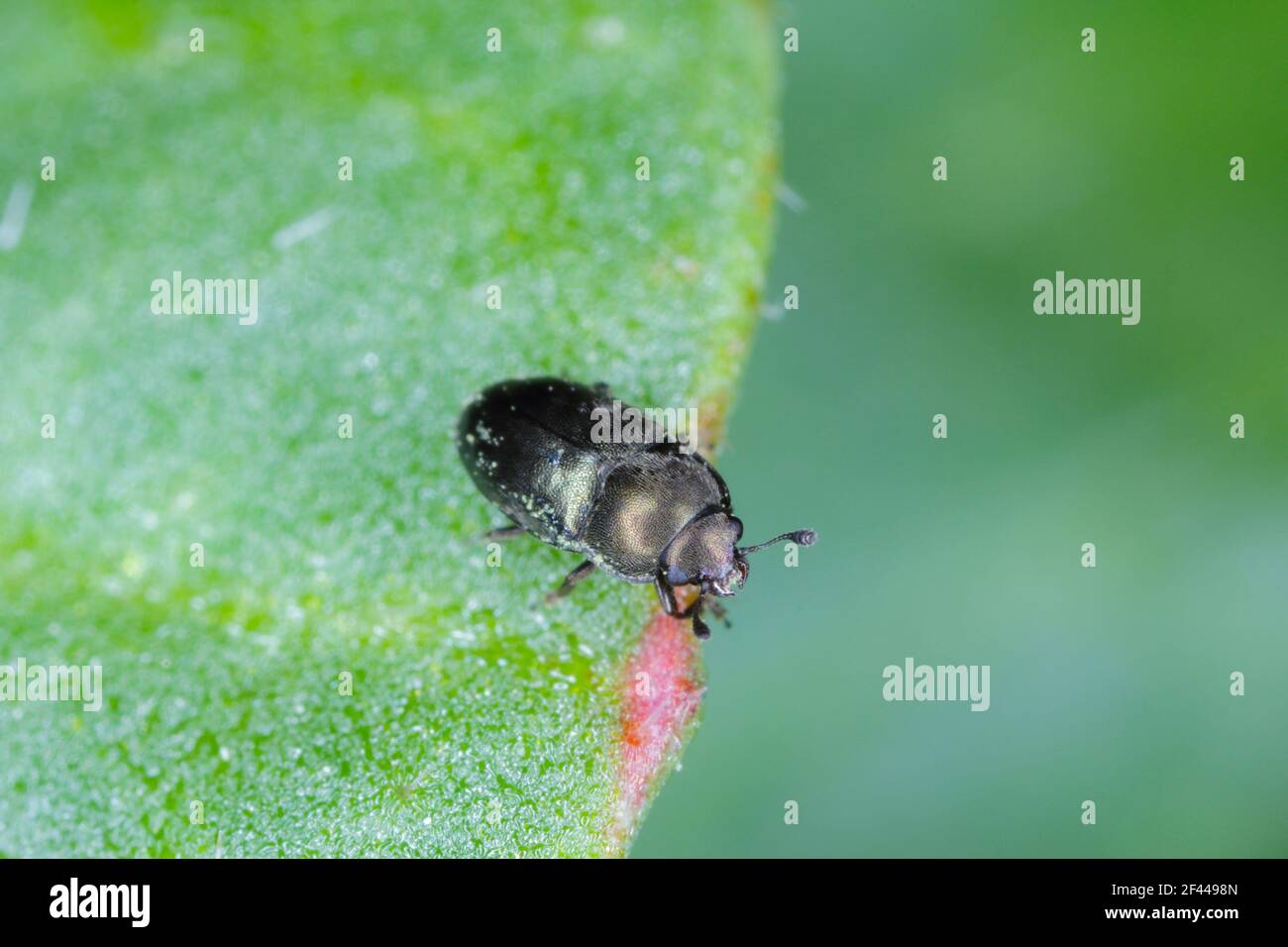 Brassicogethes (formerly Meligethes) aeneus is an abundant pollen ...