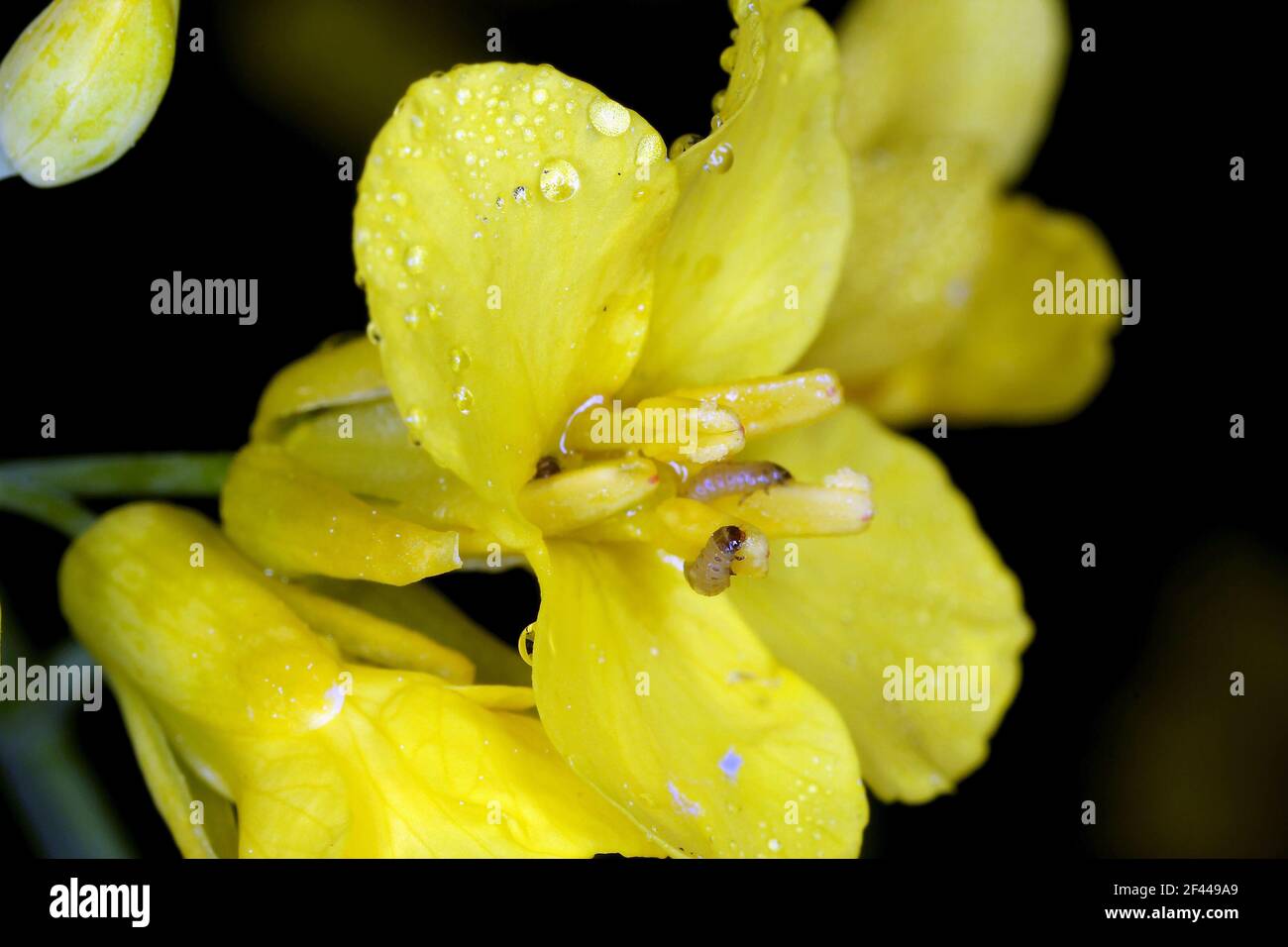 Larvae of Meligethes aeneus is an abundant pollen beetle. It is an ...