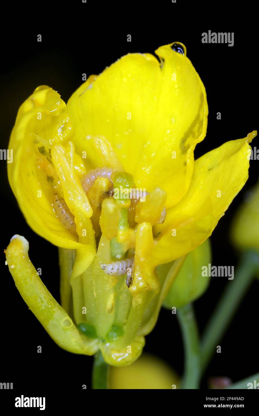 Larvae of Meligethes aeneus is an abundant pollen beetle. It is an ...