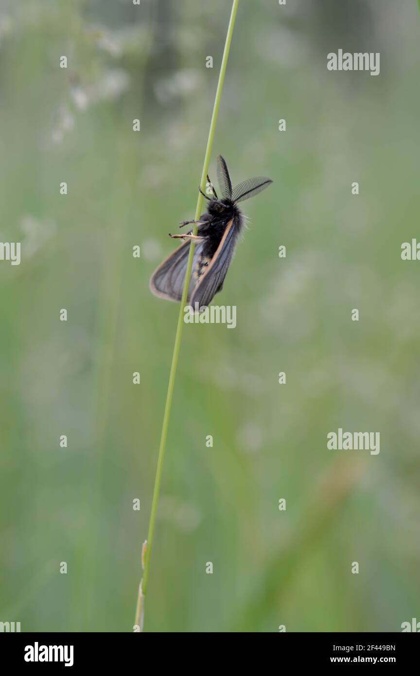 Small moth insect in the grass, sparkly wings, early spring insects ...