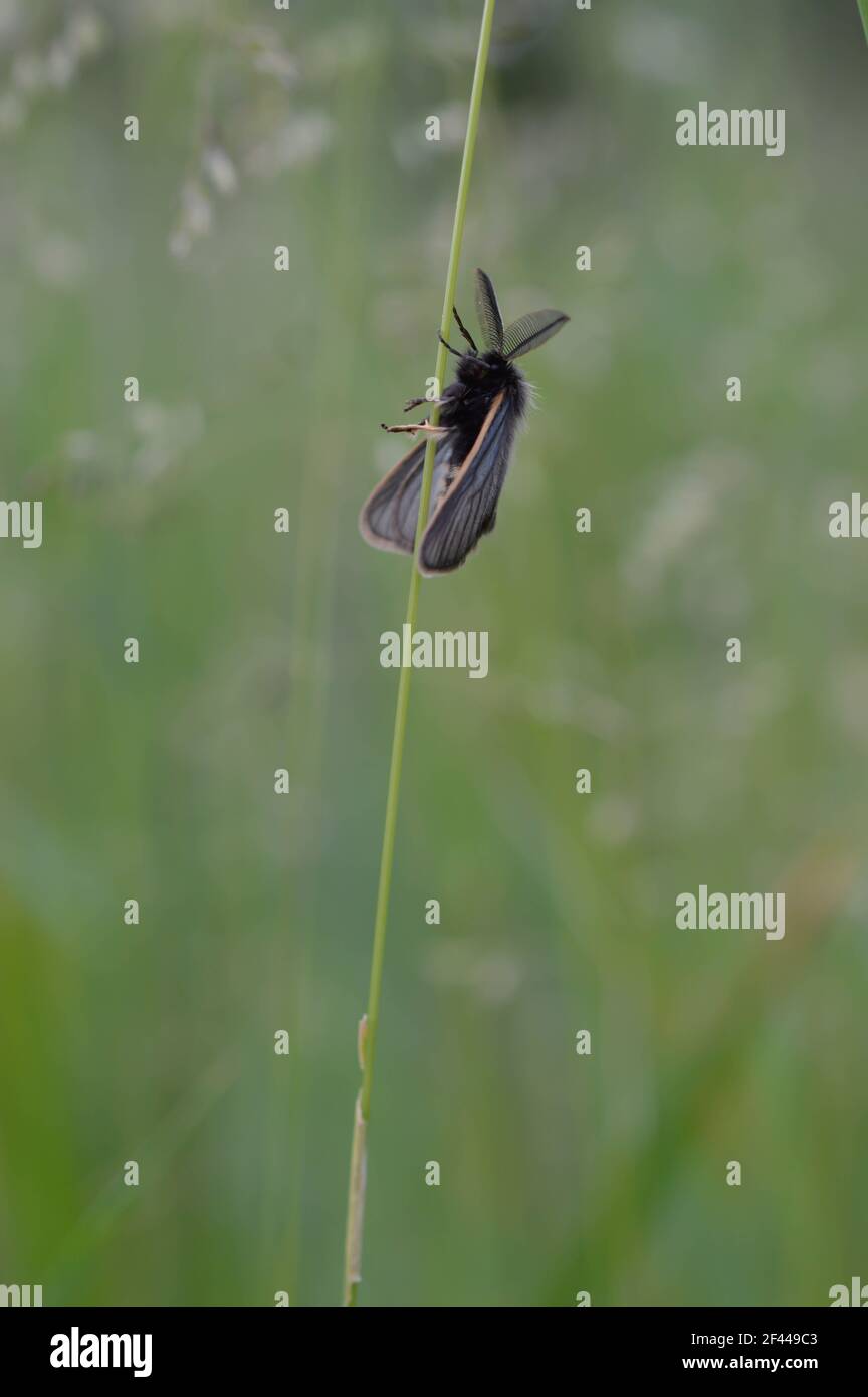 Small moth insect in the grass, sparkly wings, early spring insects ...