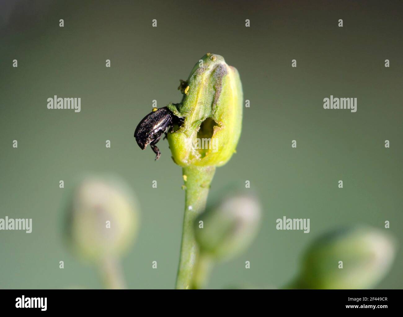 Brassicogethes (formerly Meligethes) aeneus is an abundant pollen ...