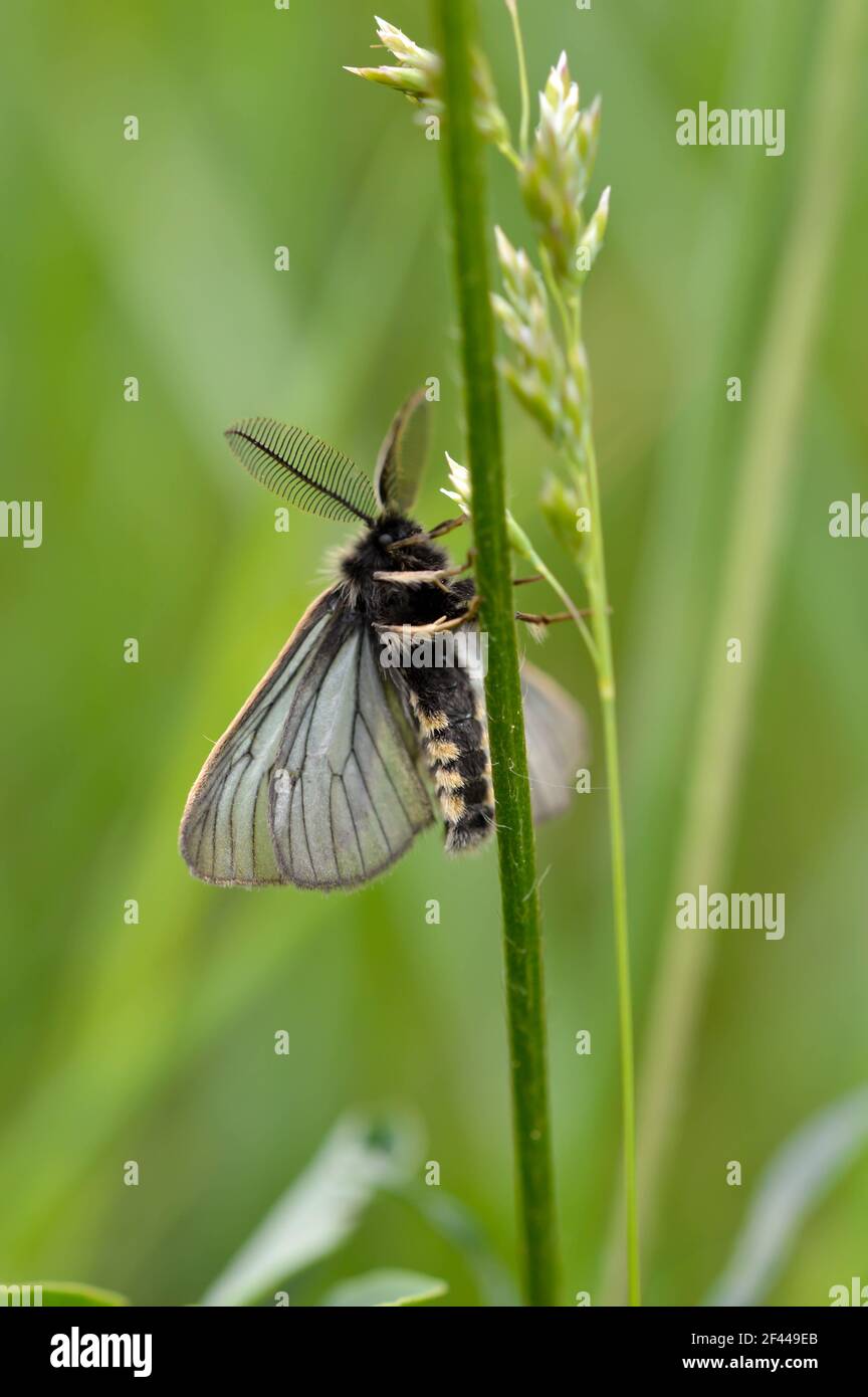 Small moth insect in the grass, sparkly wings, early spring insects ...