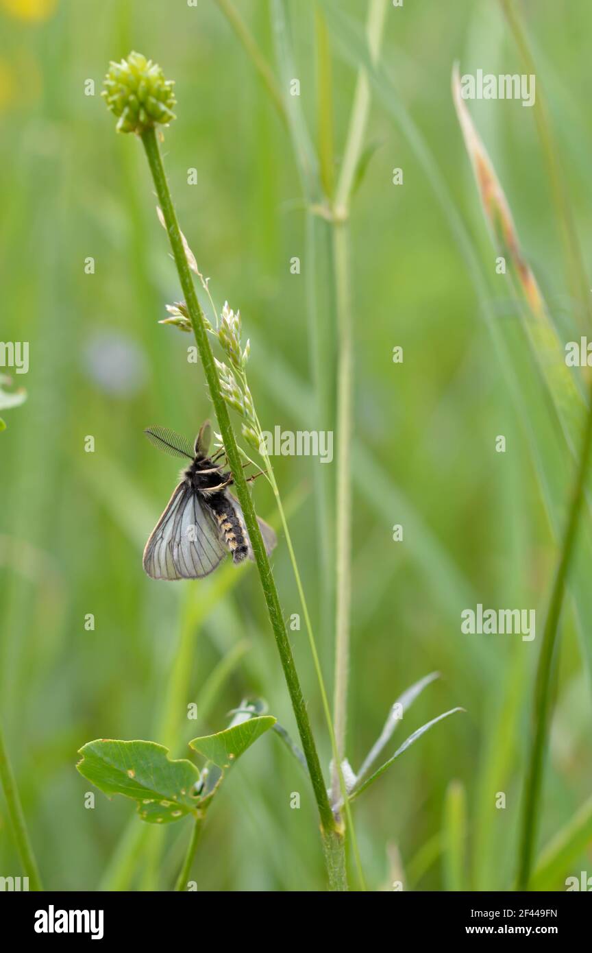 Small moth insect in the grass, sparkly wings, early spring insects ...