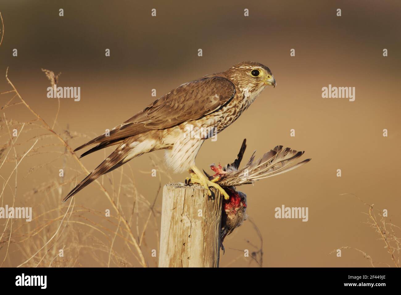 Merlin bird of prey raptor hi-res stock photography and images - Alamy