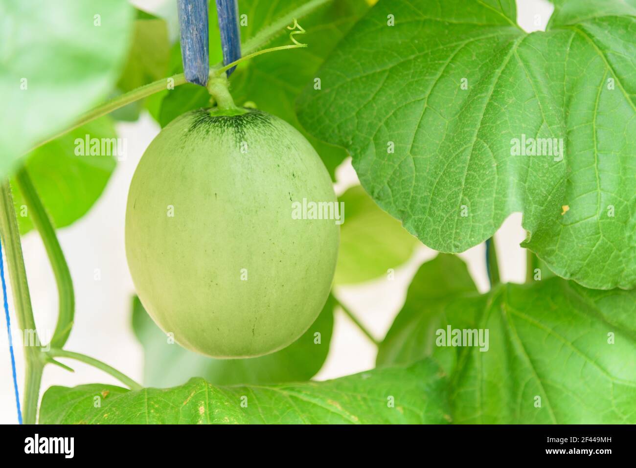 Closeup of fresh melon hi-res stock photography and images - Alamy