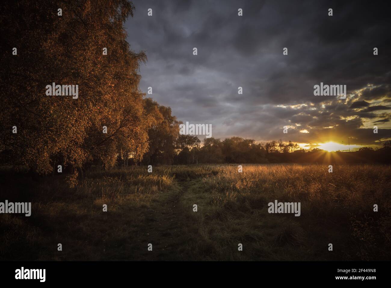 Sunset in countryside trees hi-res stock photography and images - Alamy