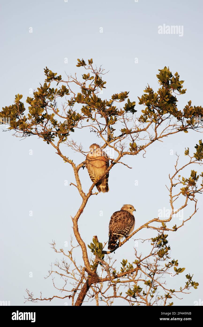 Red Shouldered Hawk pair(Buteo lineatus) Ding Darling NWR, florida, USA ...