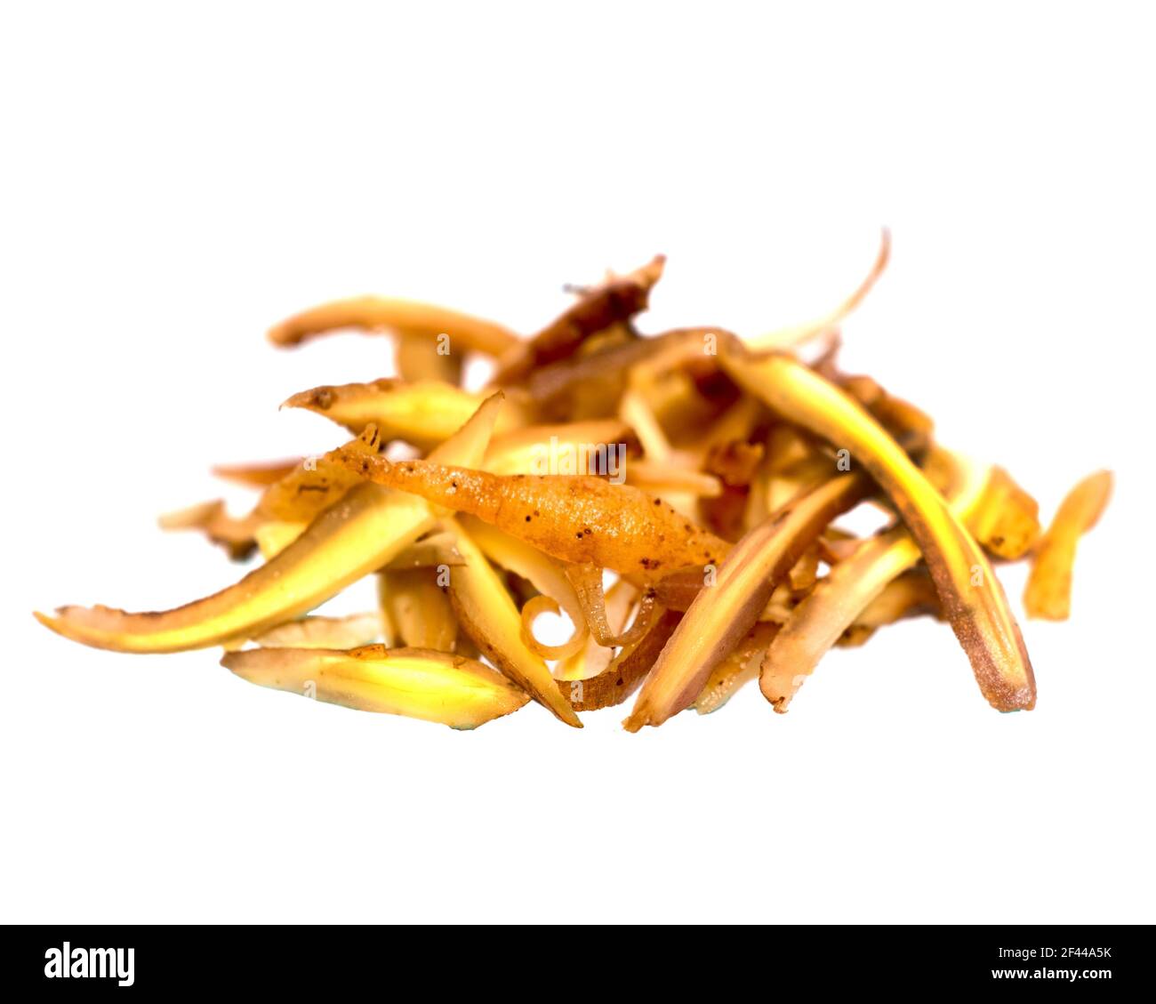 Galingale (Boesenbergia rotunda) isolated on a white background Stock ...