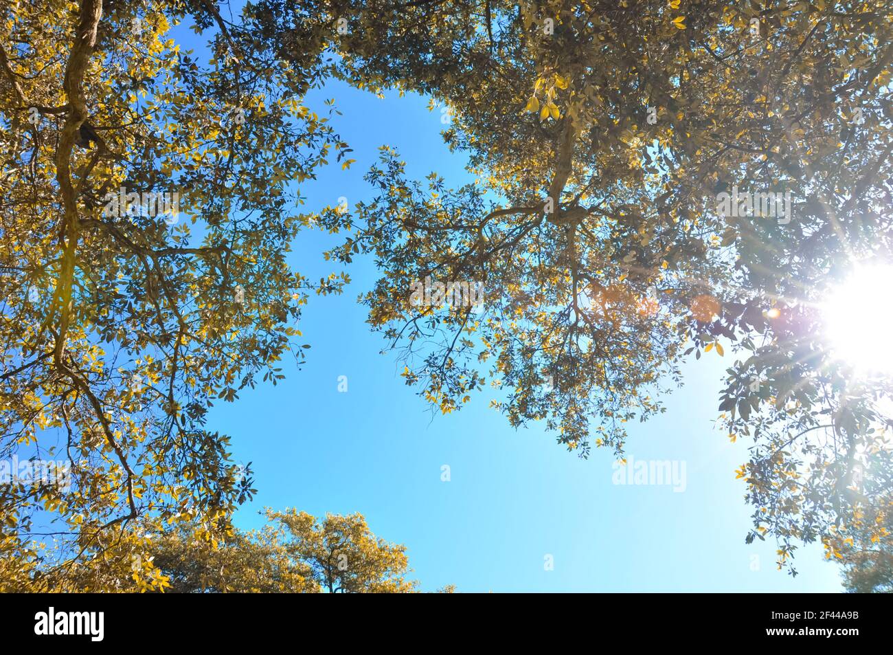 Sun shining through branches of the tree Stock Photo - Alamy