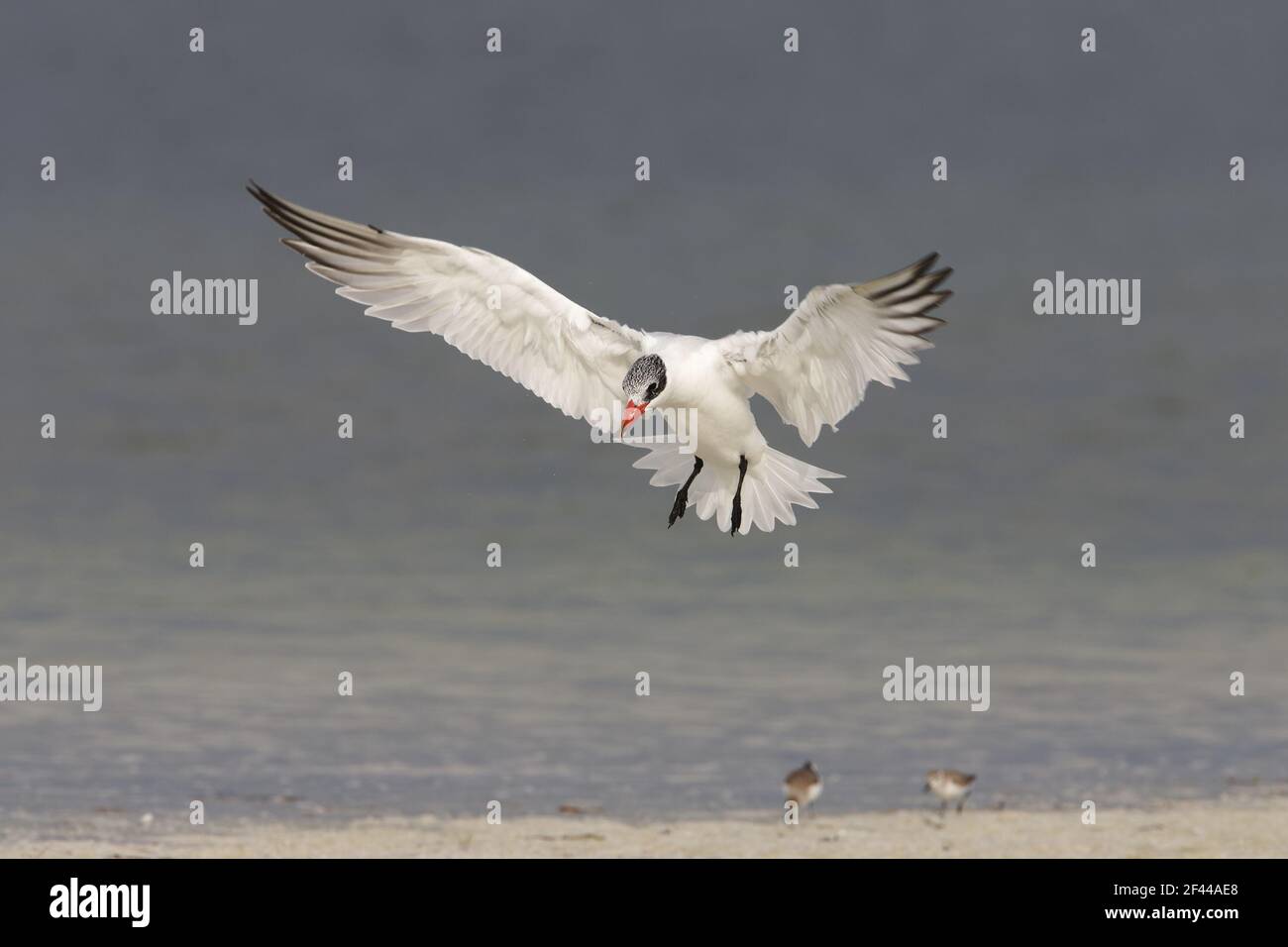 Sterna caspia hi-res stock photography and images - Alamy
