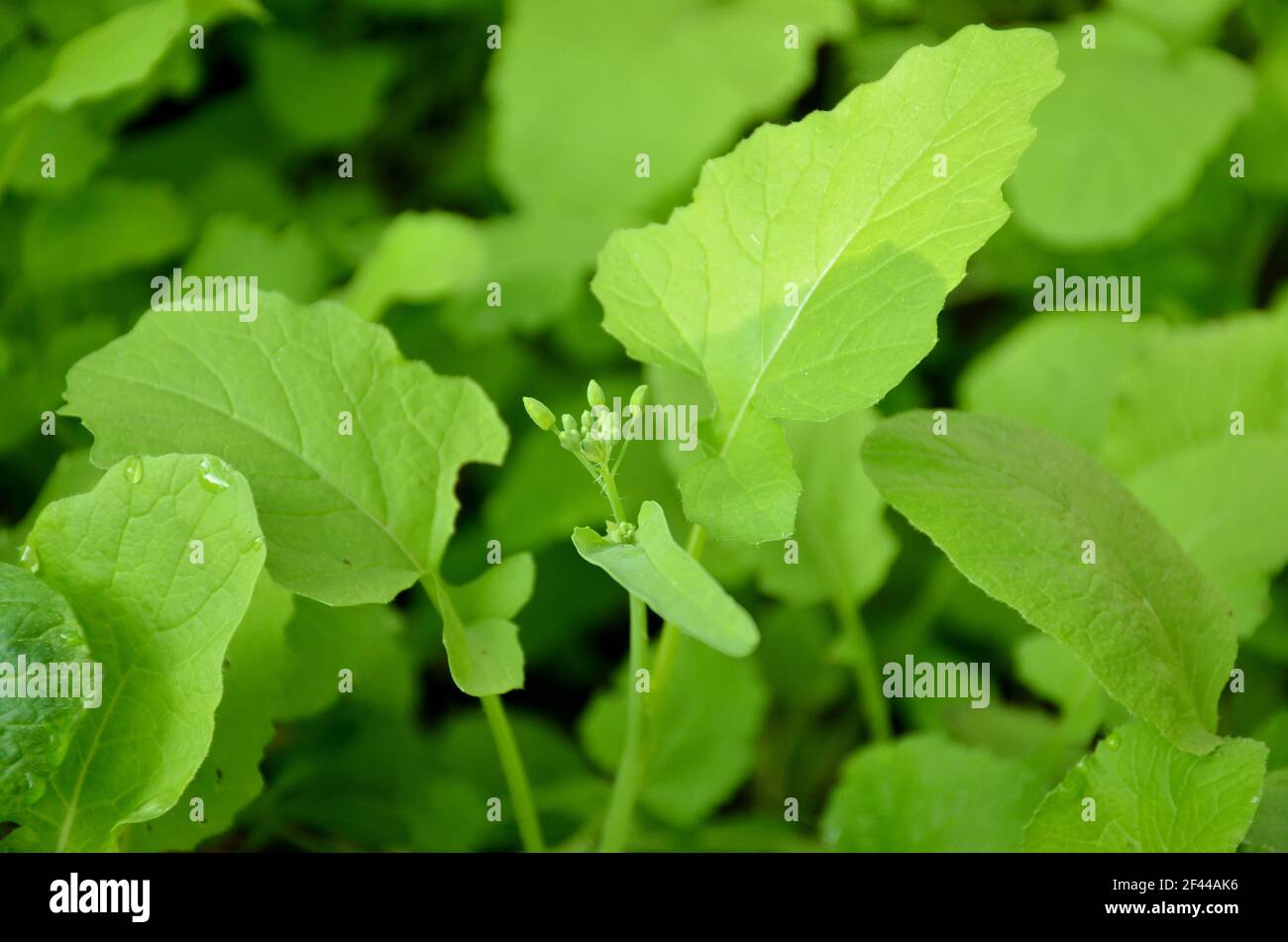 A closeup shot of green spinach plant seedlings in the garden Stock ...