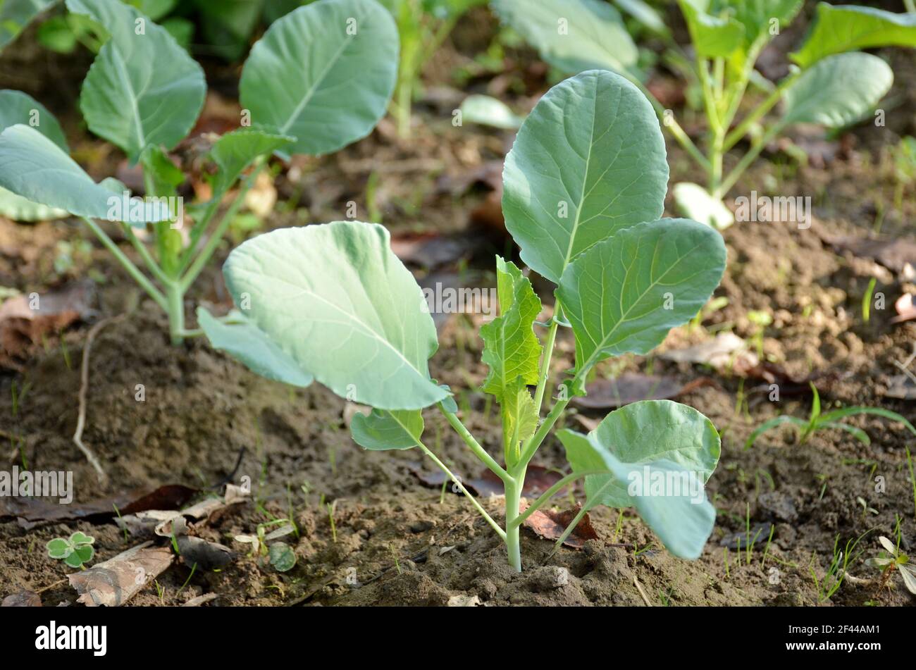 A closeup shot of green cabbage plant seedlings in the garden Stock Photo - Alamy