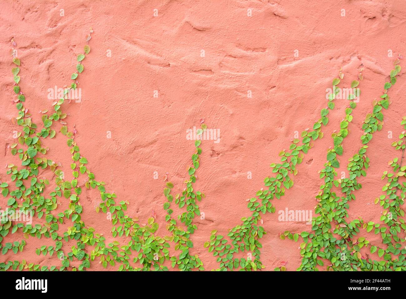 Ivy or climbing plant on vintage color concrete wall Stock Photo - Alamy
