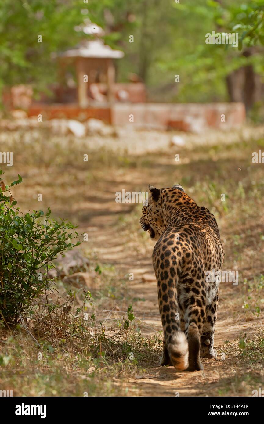 Wild animal and human hi-res stock photography and images - Alamy